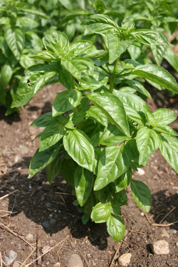 Basilic | Blogue Louise Lagacé